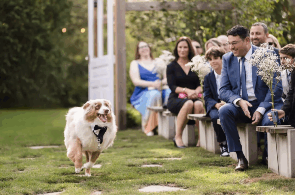 Tips for Photographing Pets at Weddings - ShootProof